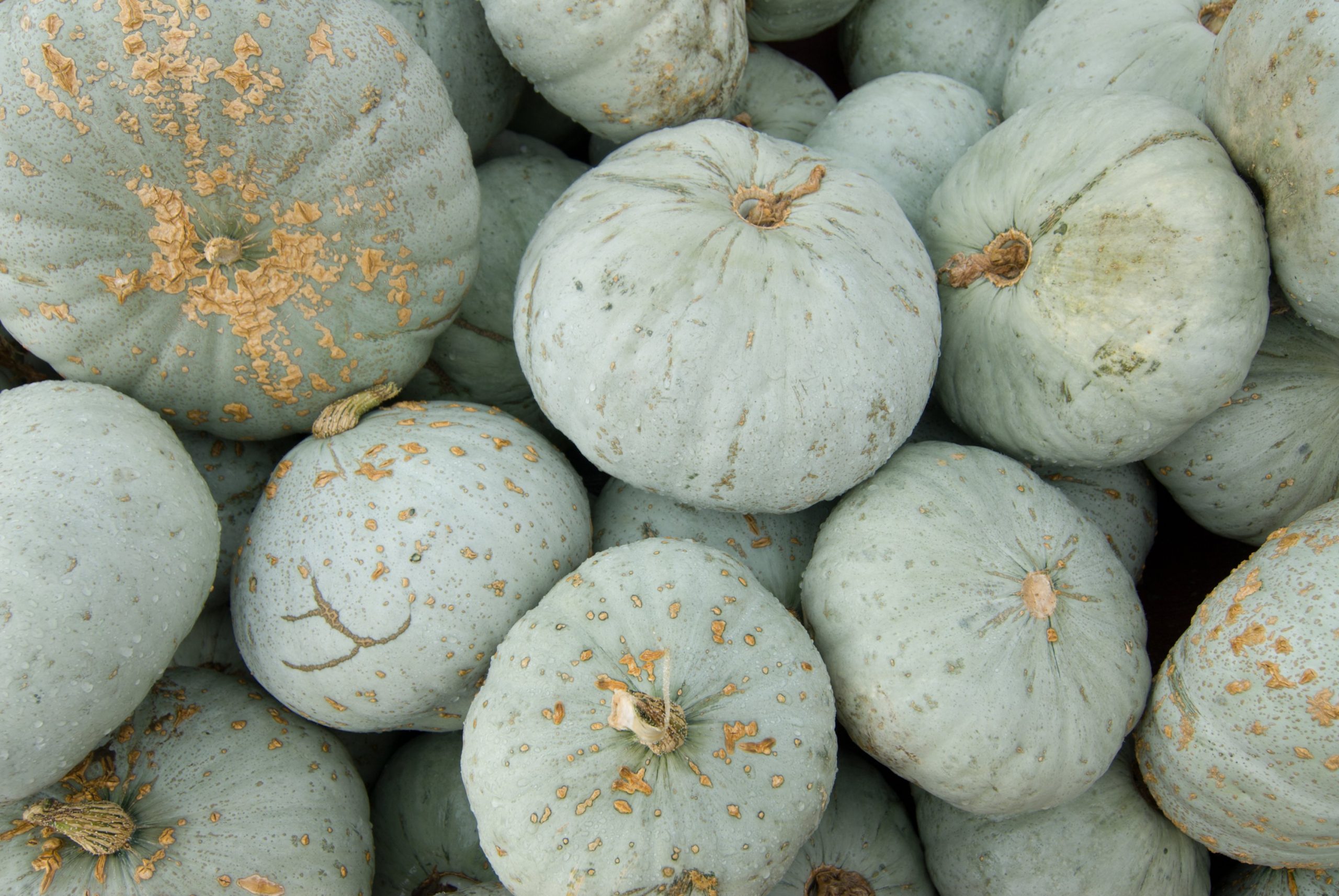 5 Ontario Squashes You Need To Meet | Ontario Culinary