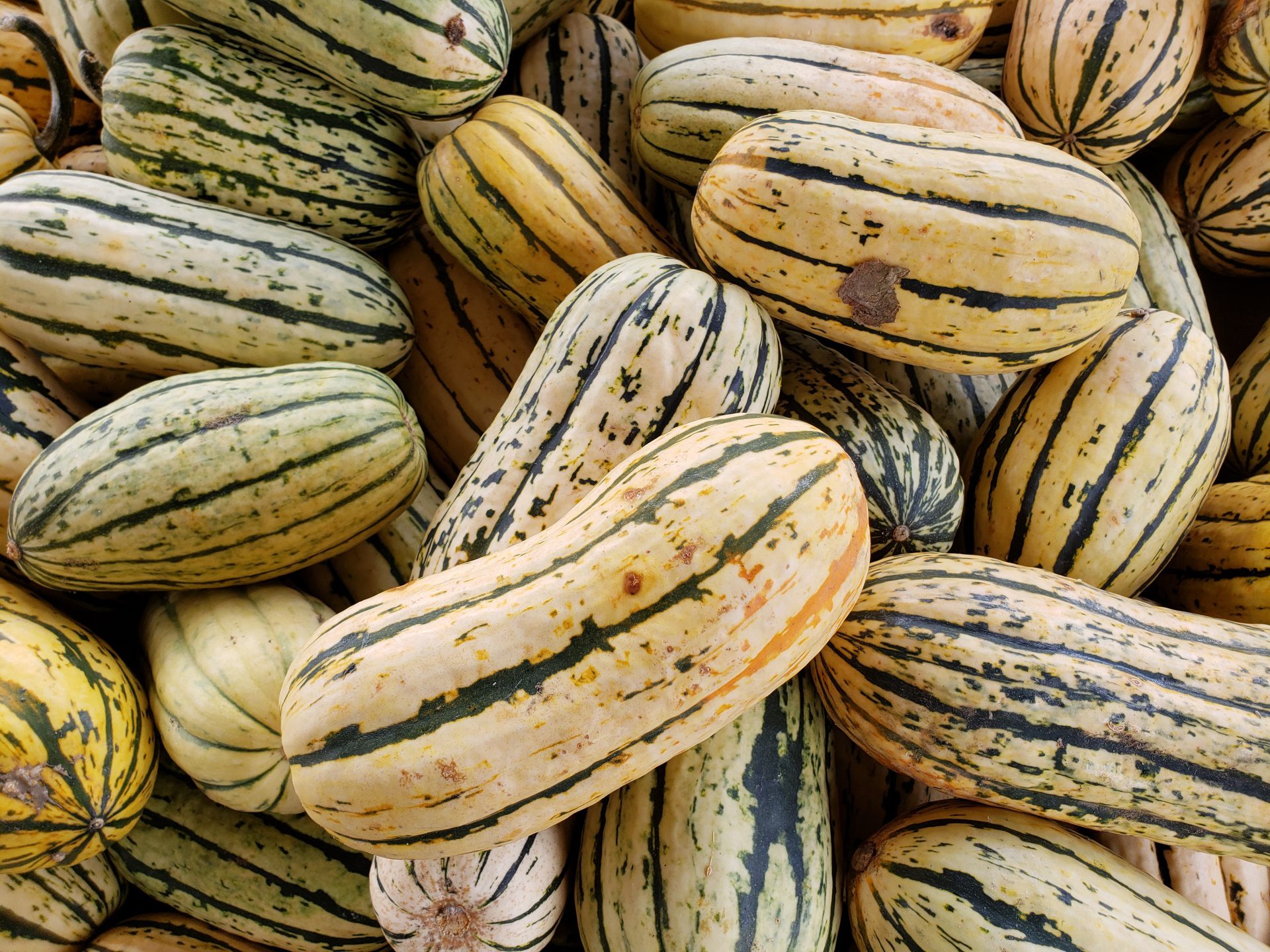 5 Ontario Squashes You Need To Meet | Ontario Culinary