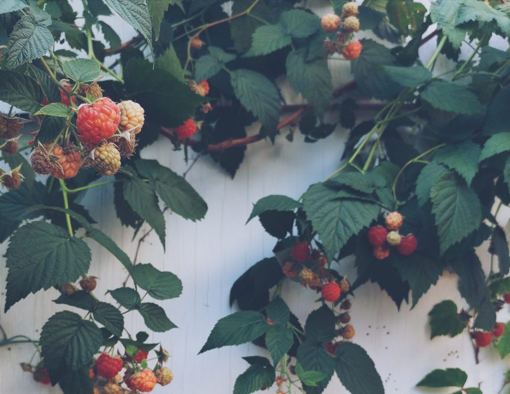 Ontario's Best Raspberry Picking Spots | Ontario Culinary