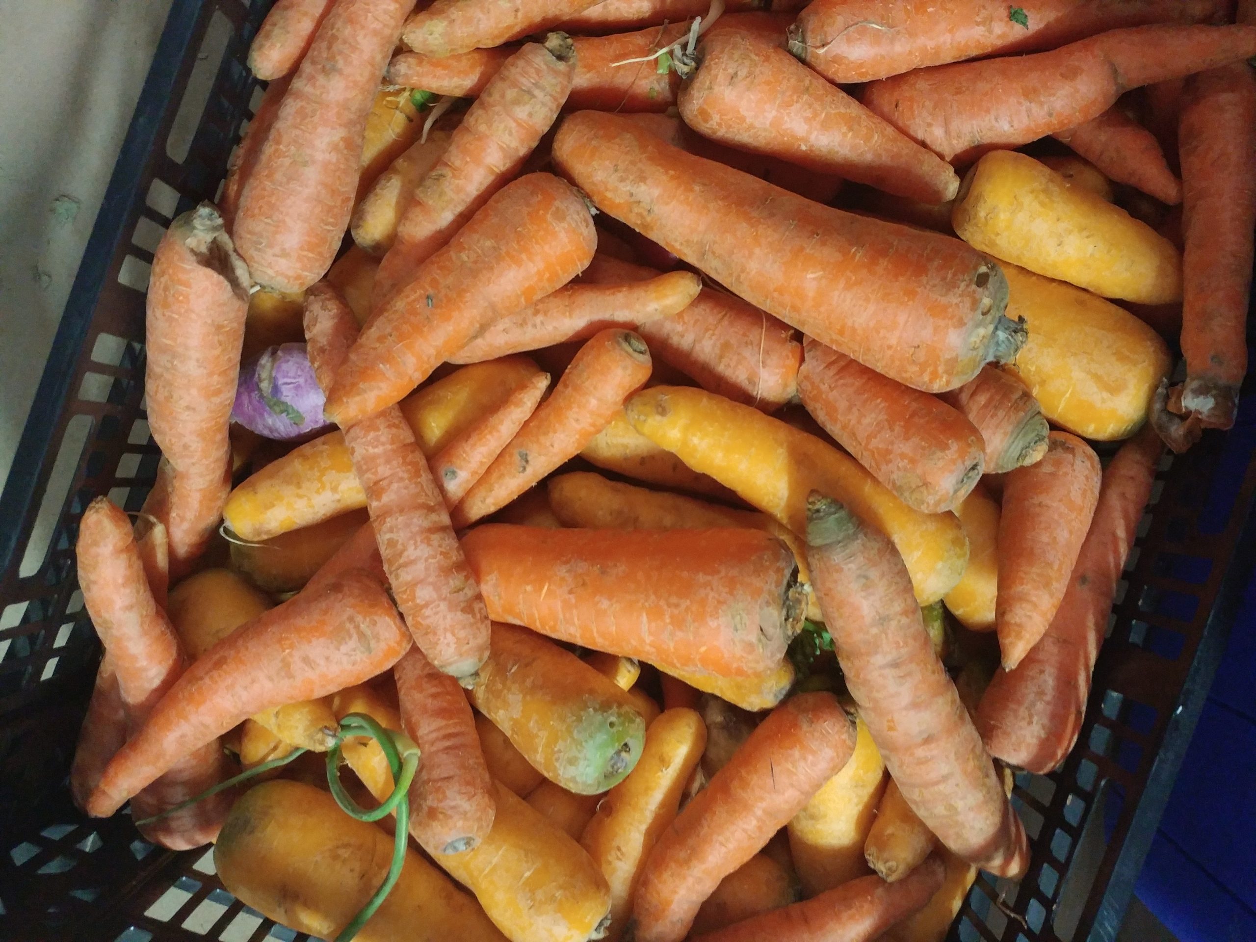 Meet Cookstown Greens in Thornton | Ontario Culinary
