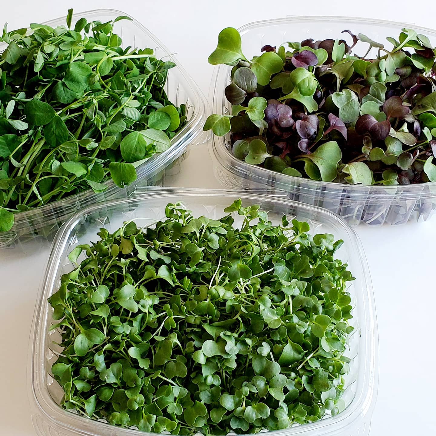 Eat Your (Micro)Greens | Ontario Culinary