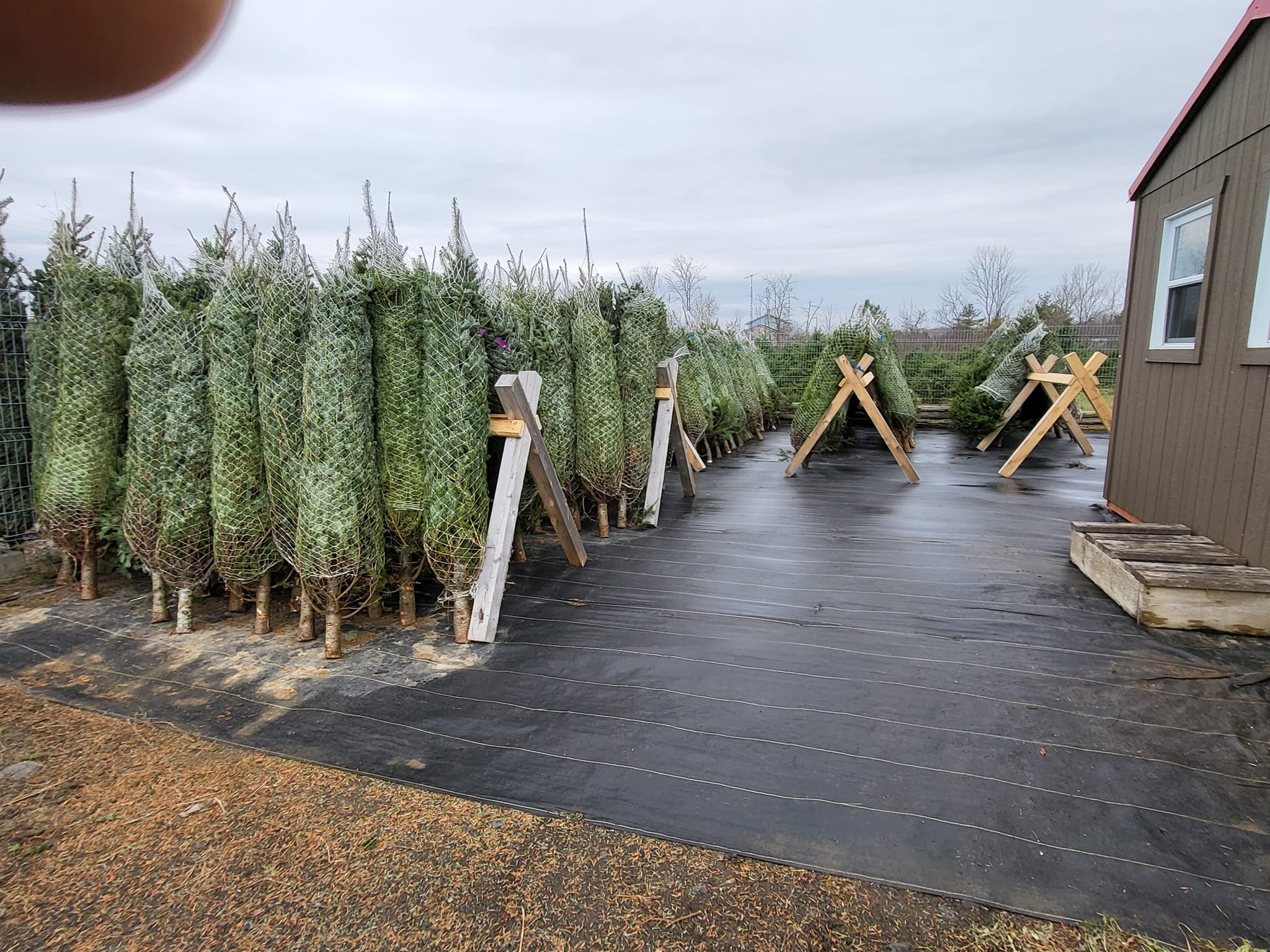 Ontario’s Best Pick-Your-Own Tree Farms | Ontario Culinary