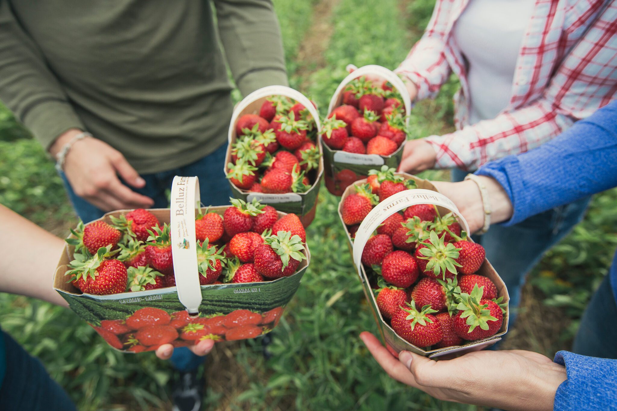 Ontario’s Top Strawberry Picking Spots | Ontario Culinary